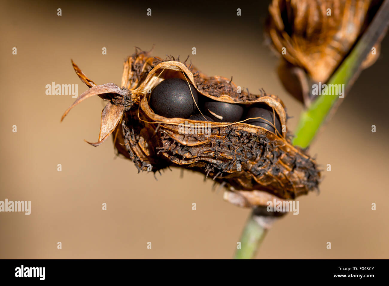 Seeds burst from a pod Stock Photo - Alamy