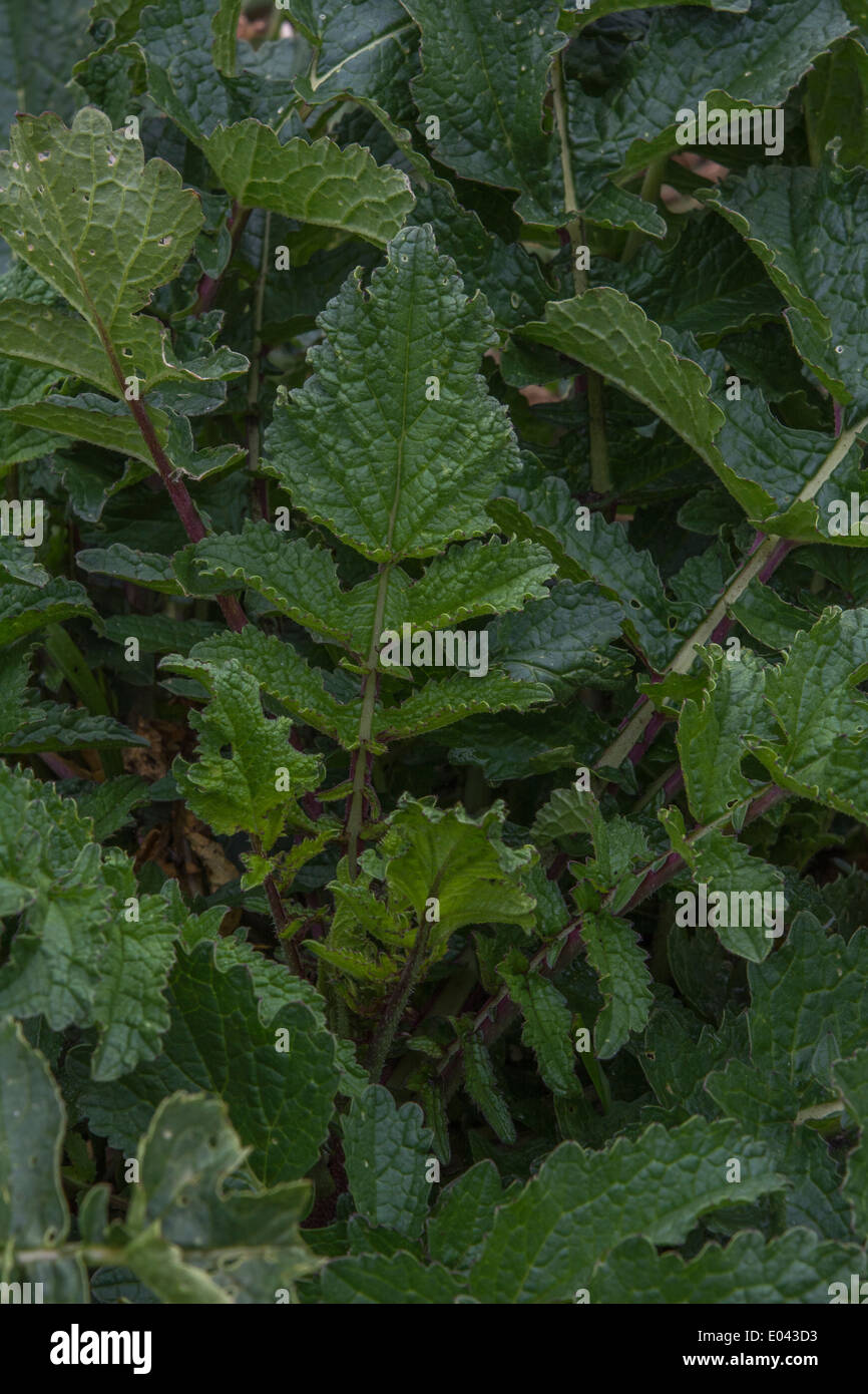 Sea Radish - Raphanus raphanistrum ssp. maritimus = Raphanus maritimus ...