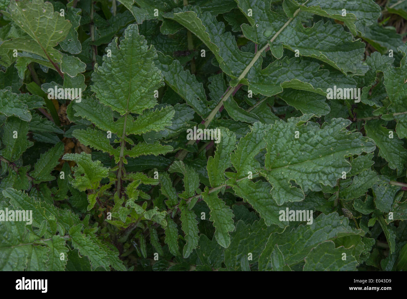 Sea radish hi-res stock photography and images - Alamy