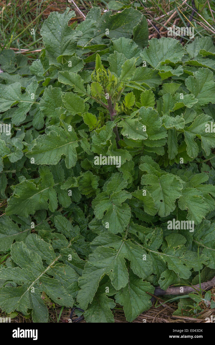 Sea Radish - Raphanus raphanistrum ssp. maritimus = Raphanus maritimus ...