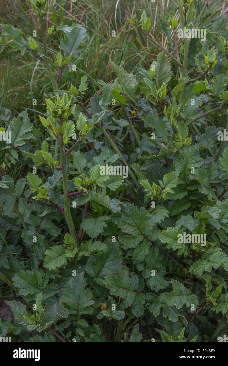 Sea Radish / Raphanus raphanistrum ssp. maritimus = Raphanus maritimus ...