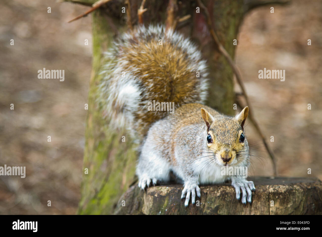 Squirrel sciurus carolinensis staring hi-res stock photography and ...