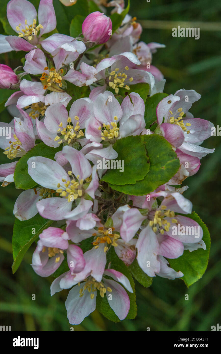 Flor de maca hi-res stock photography and images - Alamy