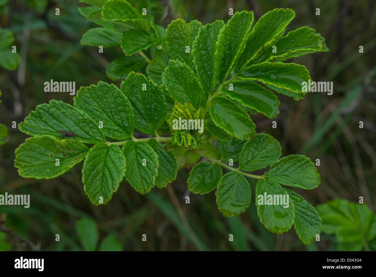 Rosa japonesa hi-res stock photography and images - Alamy