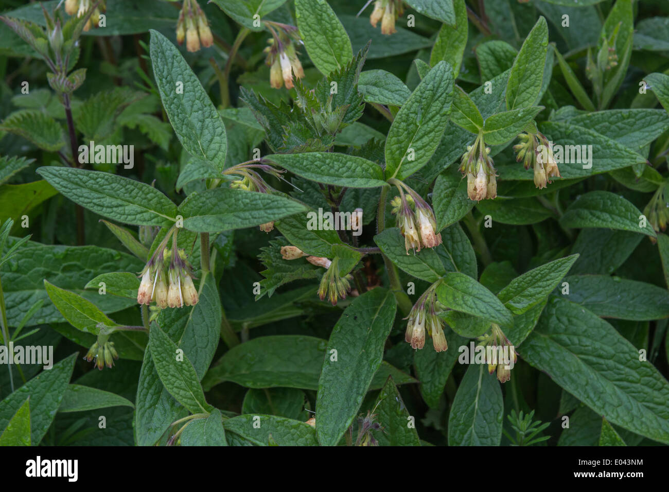 Symphytum tuberosum hi-res stock photography and images - Alamy