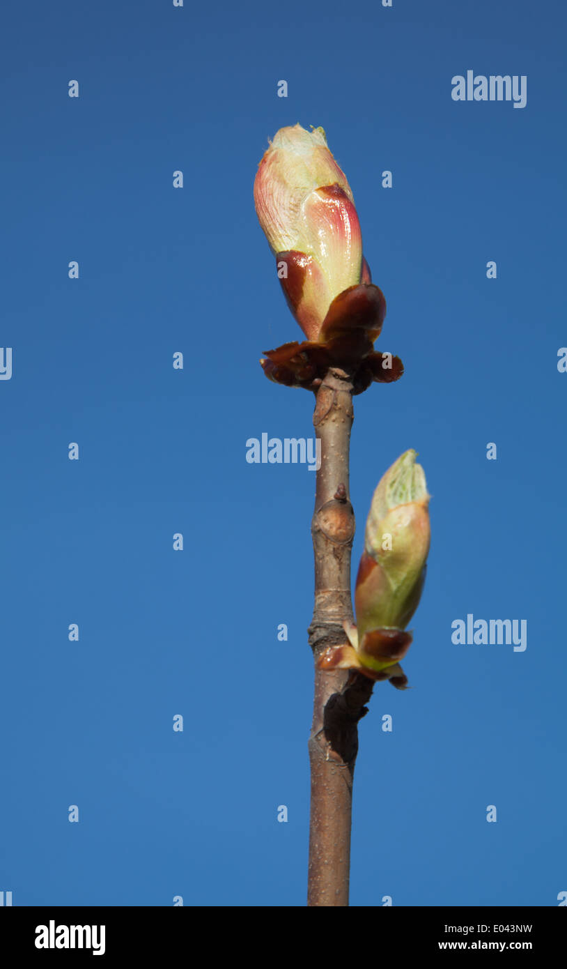 Leaf bud hi-res stock photography and images - Alamy