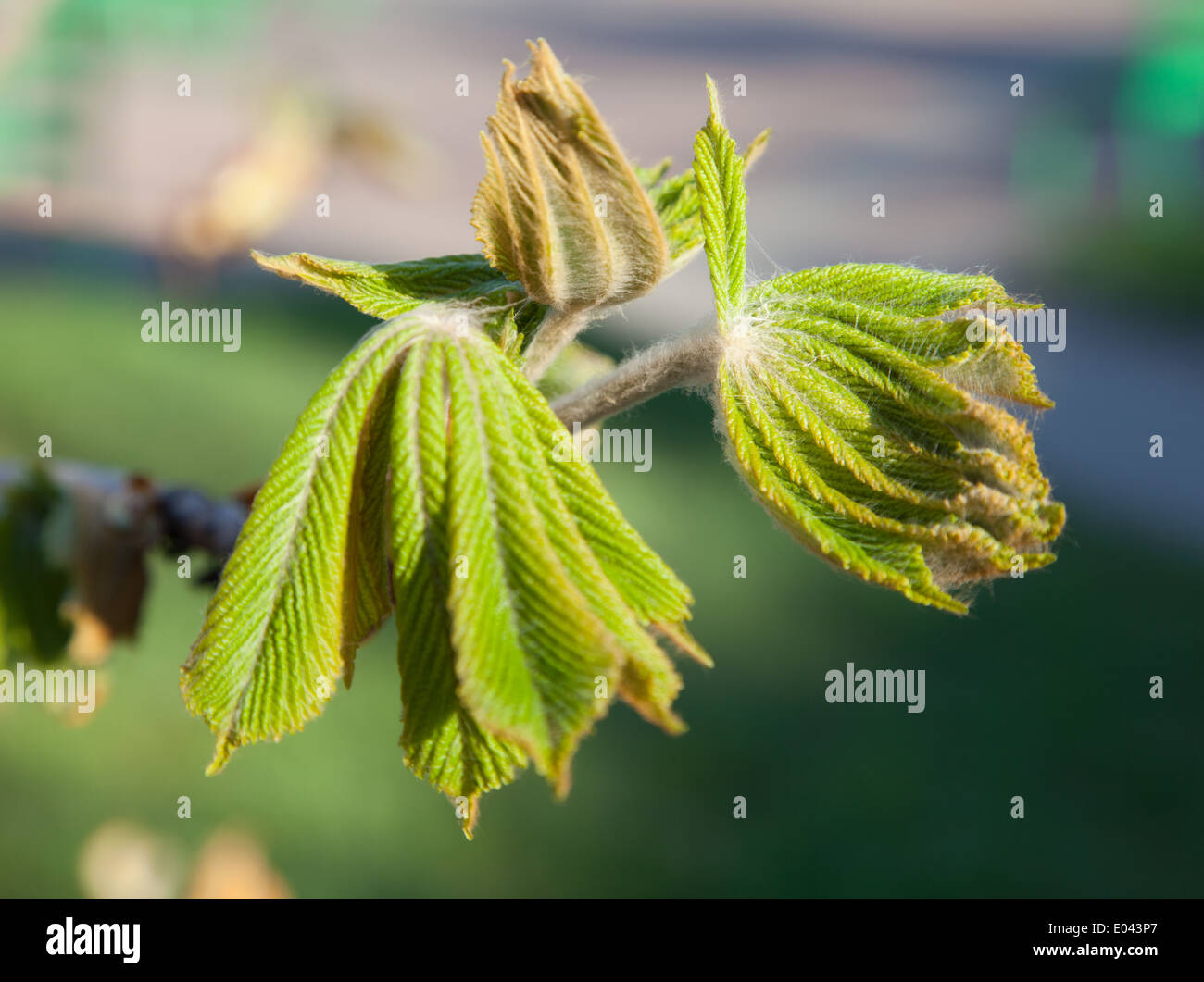 chestnut leaf bud Stock Photo - Alamy