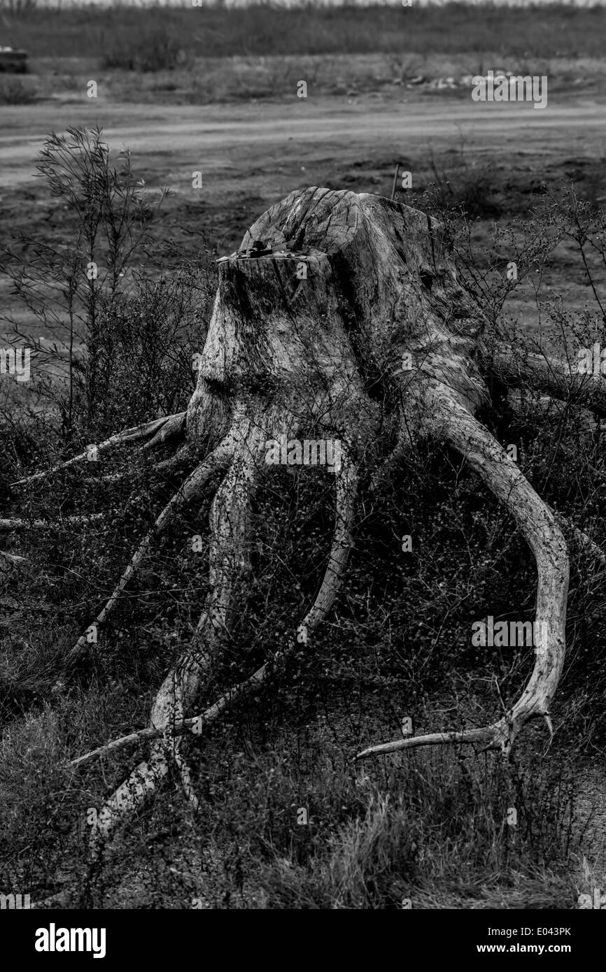 Dead trees appear when the water level drops Stock Photo - Alamy