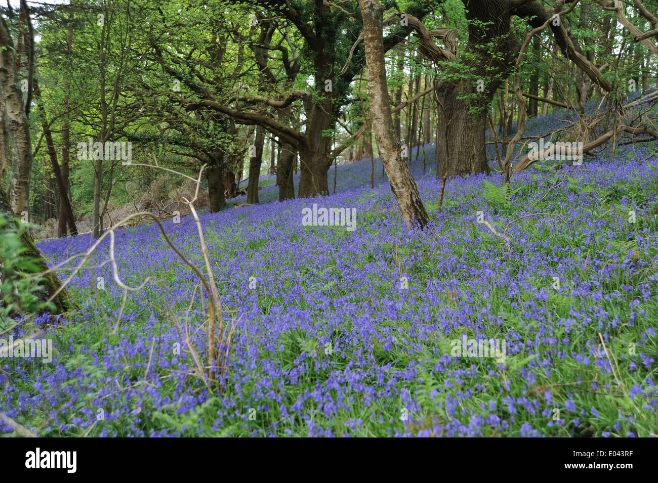 A carpet of Bluebells at Pulborough Brooks RSPB Nature Reserve in West ...