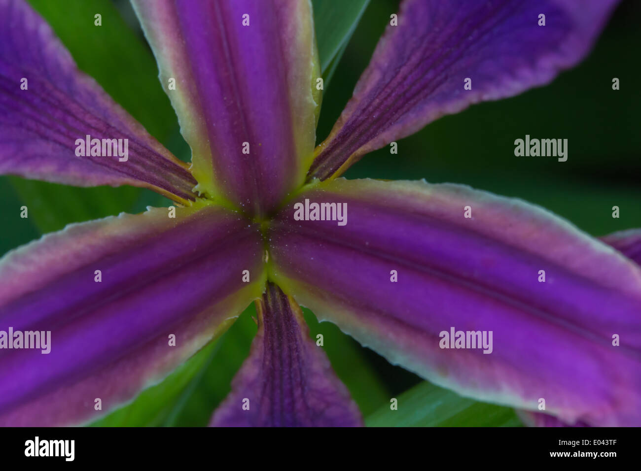 Purple Lily up close Stock Photo - Alamy