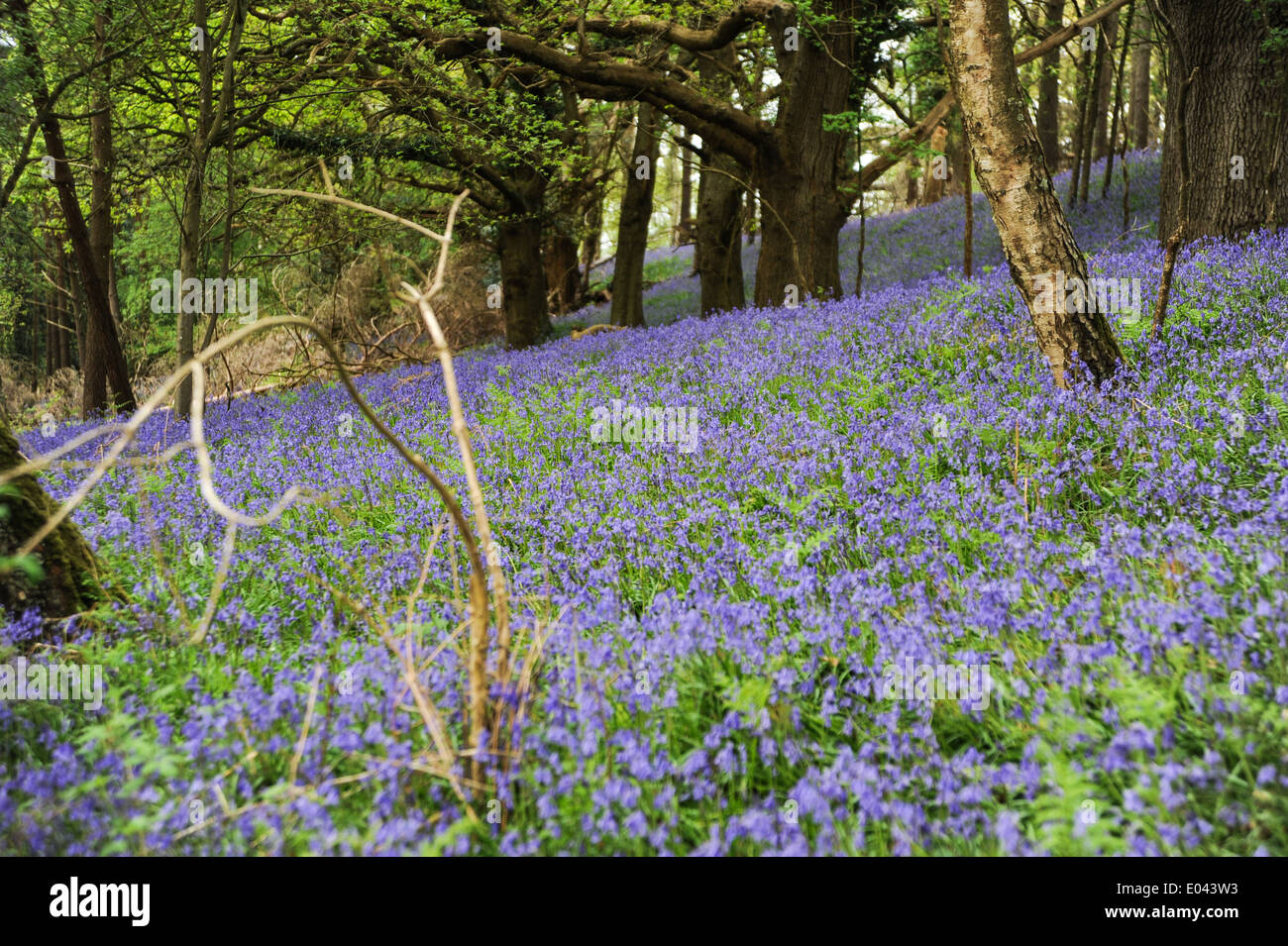 A carpet of Bluebells at Pulborough Brooks RSPB Nature Reserve in West ...