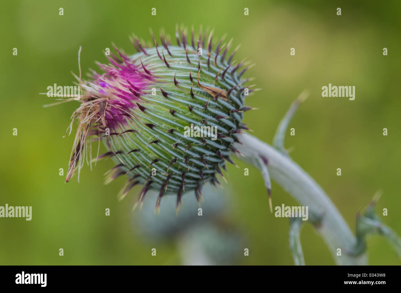 Texas weed up close Stock Photo - Alamy