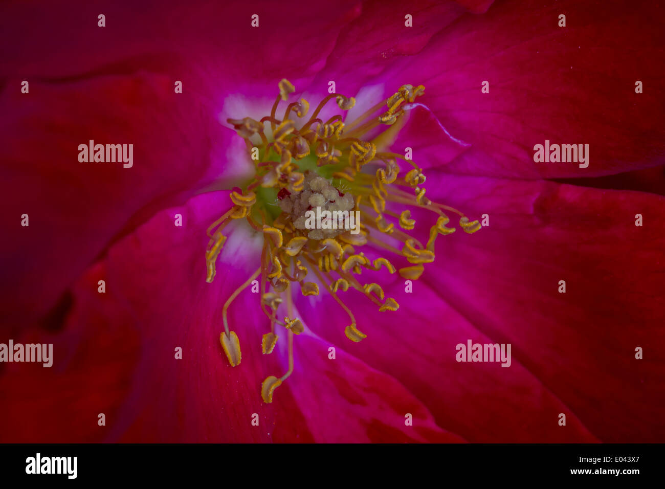 Inside a rose hi-res stock photography and images - Alamy