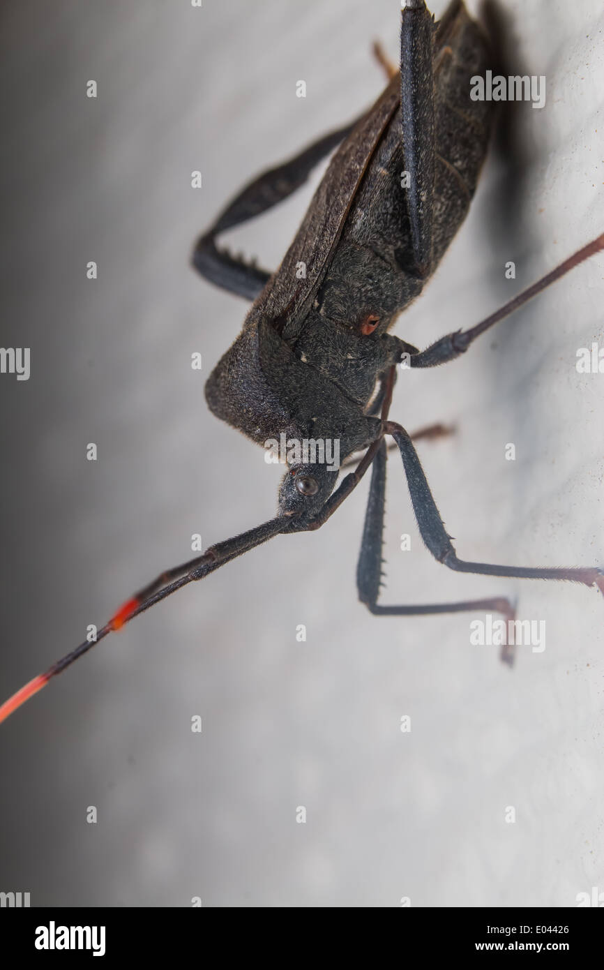 stink bug macro Stock Photo - Alamy
