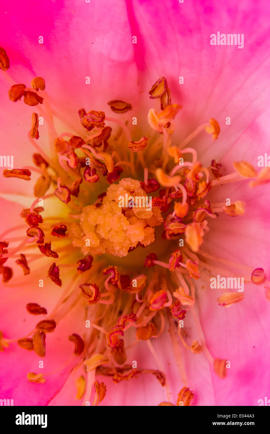 Rose pollen hi-res stock photography and images - Alamy