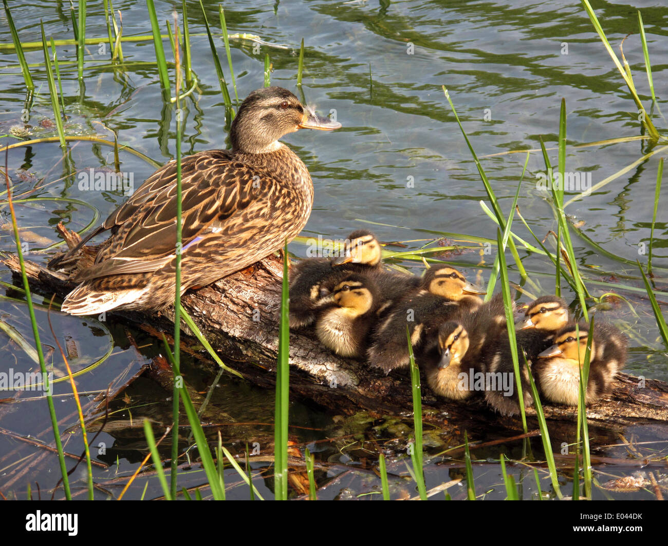 Mallard duck with six ducklings - resting on a floating branch. Molesey ...