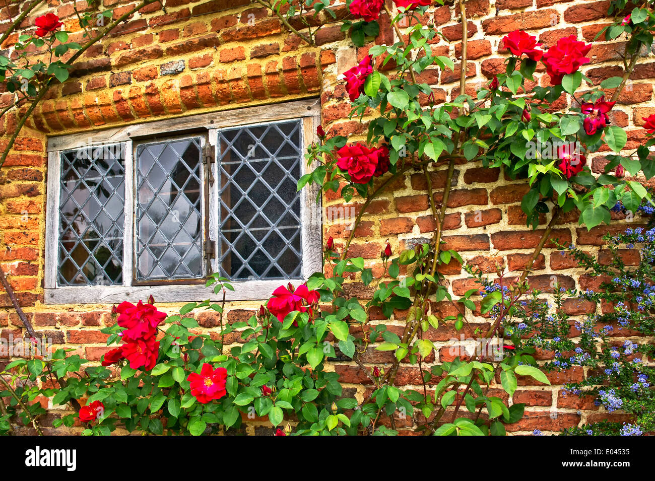 Old fashioned roses hi-res stock photography and images - Alamy