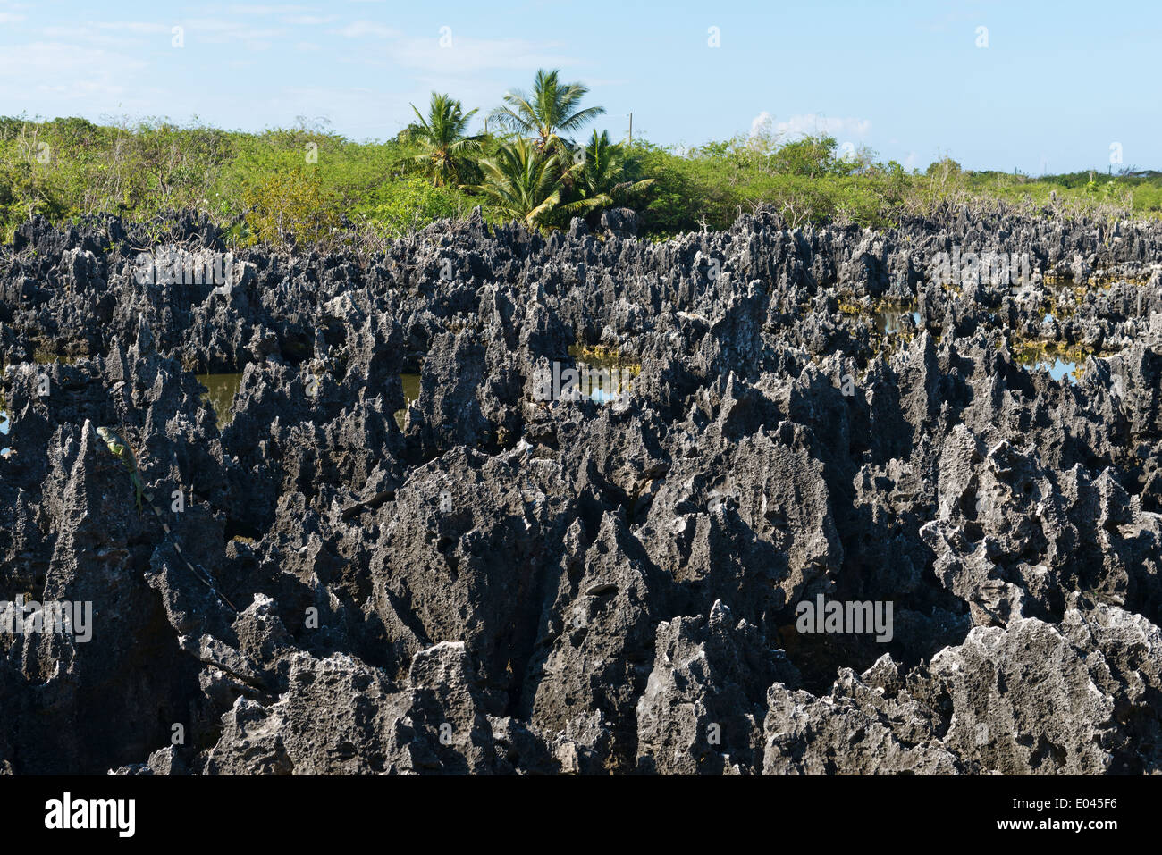 Limestone formations in Hell, Grand Cayman Stock Photo - Alamy