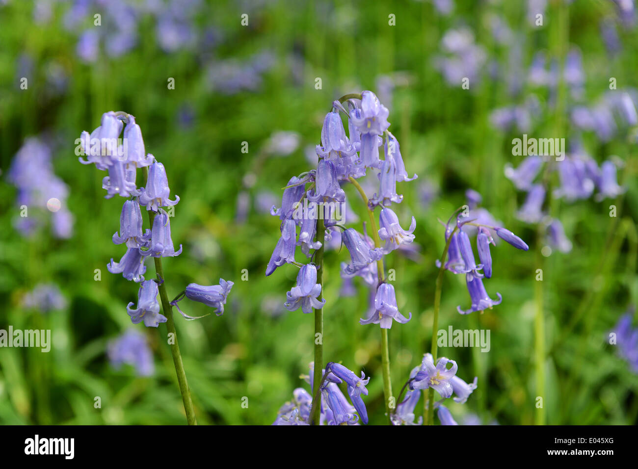 Bluebell uk hi-res stock photography and images - Alamy