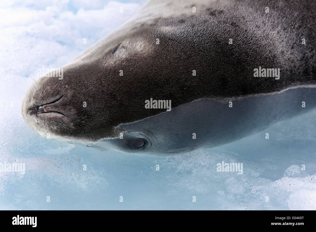 Leopard seal underwater hi-res stock photography and images - Alamy