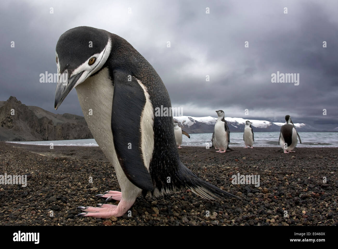 Penguin staring camera hi-res stock photography and images - Alamy