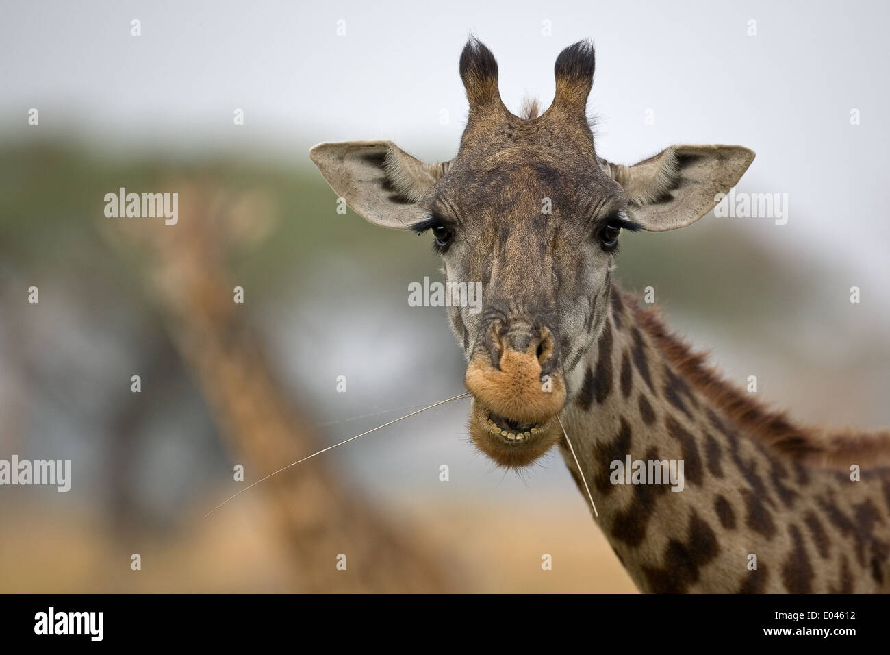 Giraffe through window hi-res stock photography and images - Alamy