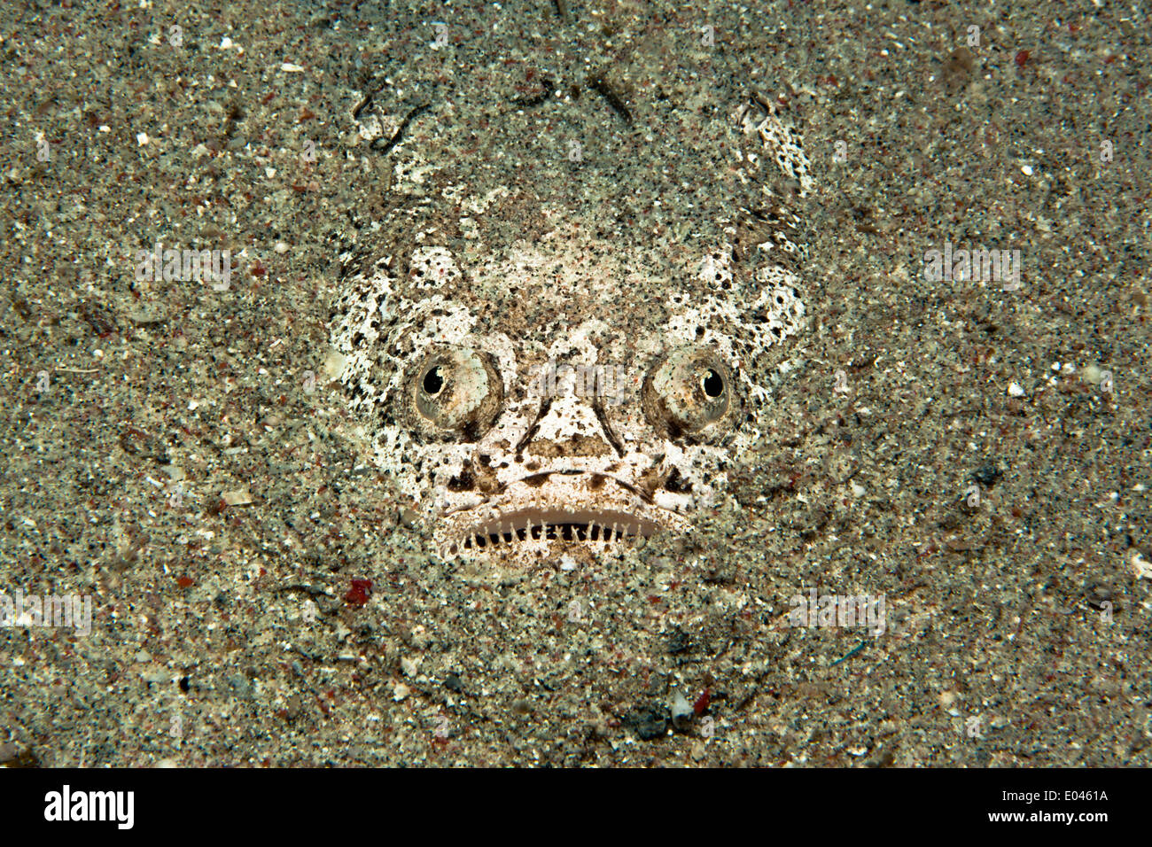 Fish Stargazer hiding in the sand on the sea floor Stock Photo - Alamy