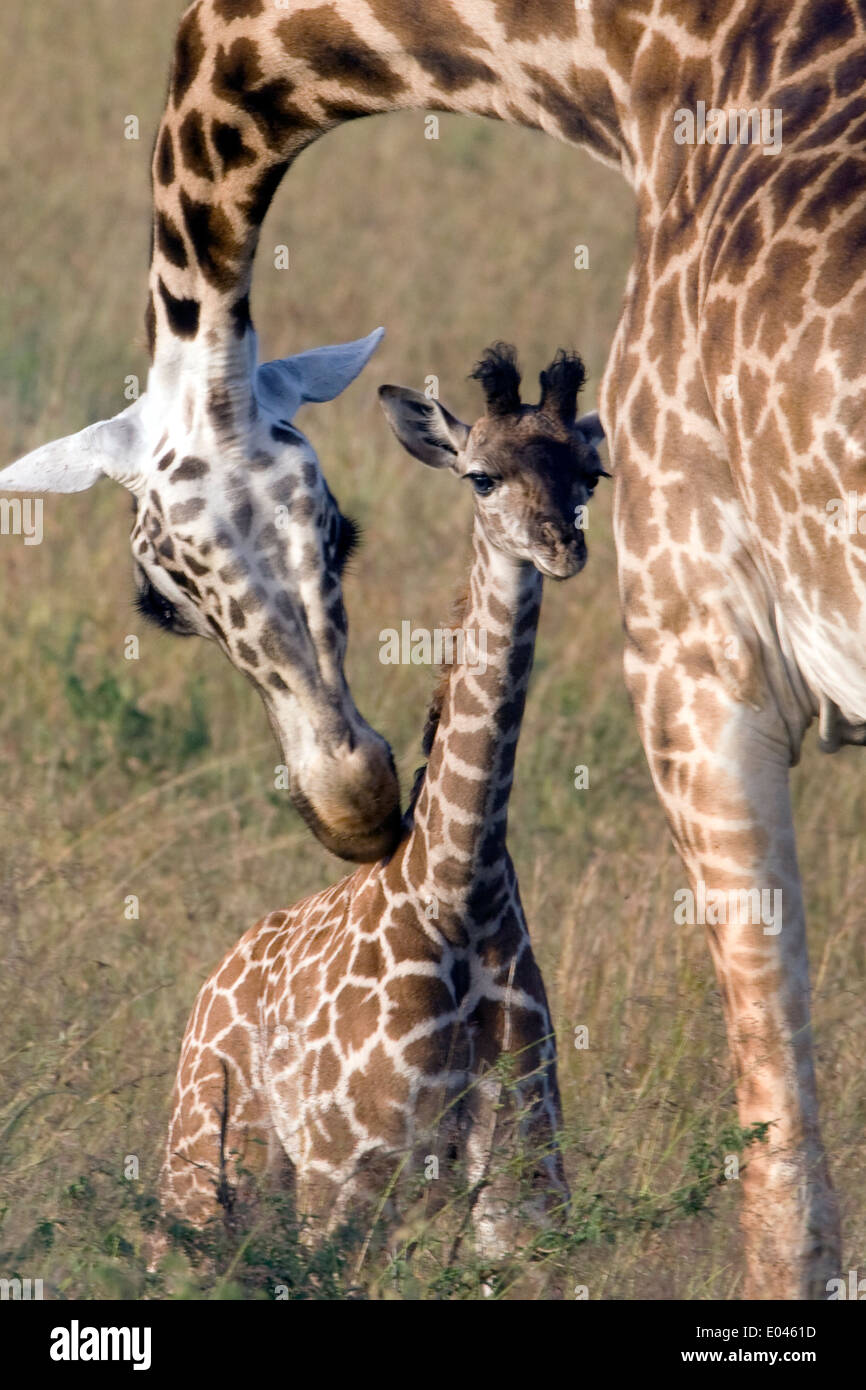 Female foal in wild hi-res stock photography and images - Alamy