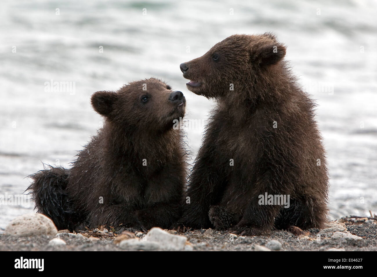 Bear cubs on beach hi-res stock photography and images - Alamy