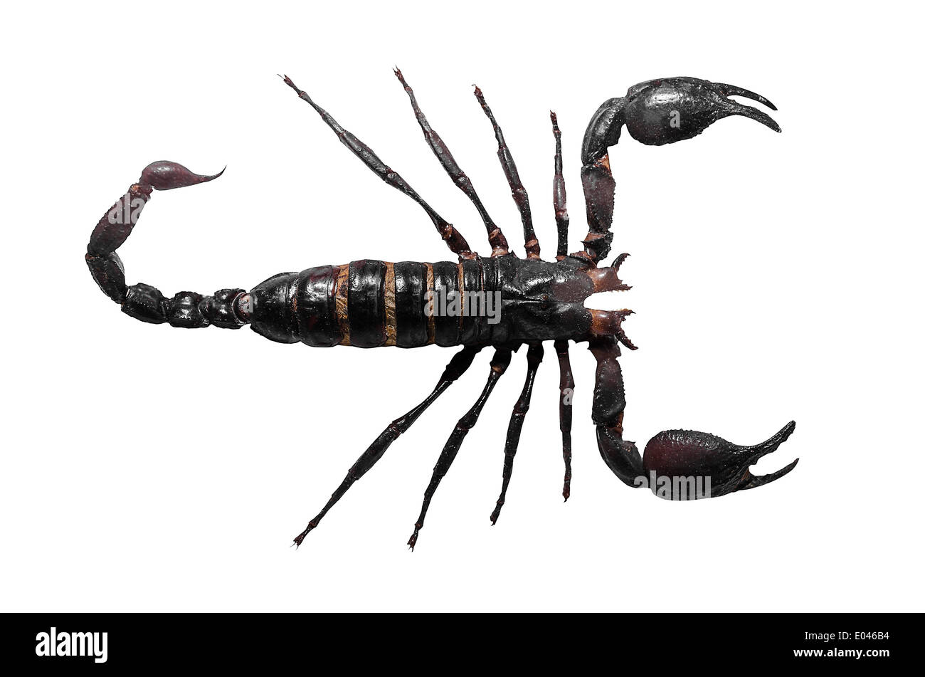 Scorpio. Poisonous scorpion isolated on white background Stock Photo ...