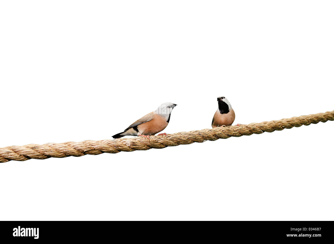 Two love birds branch hi-res stock photography and images - Alamy