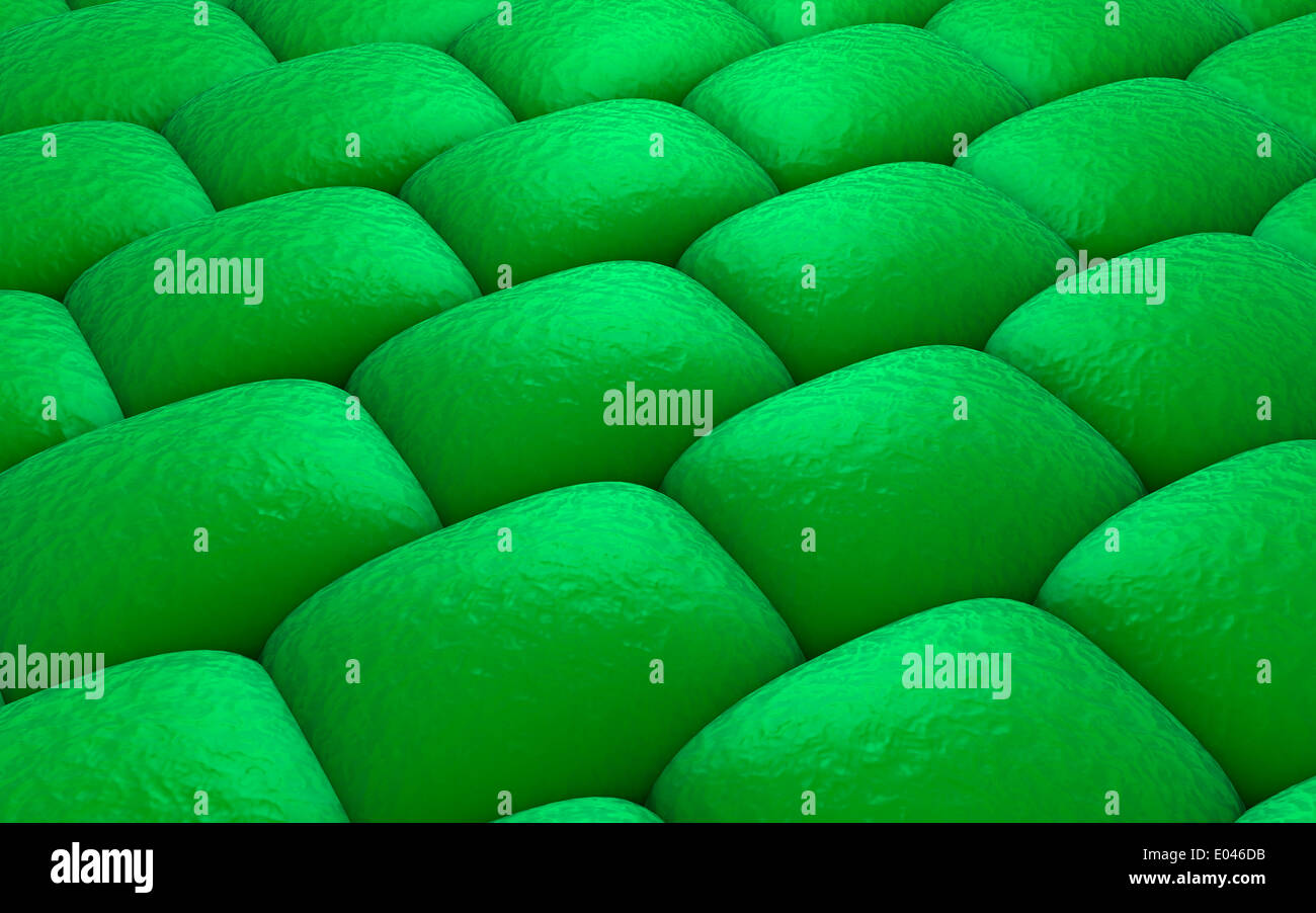 Plant cells microscopic hi-res stock photography and images - Alamy