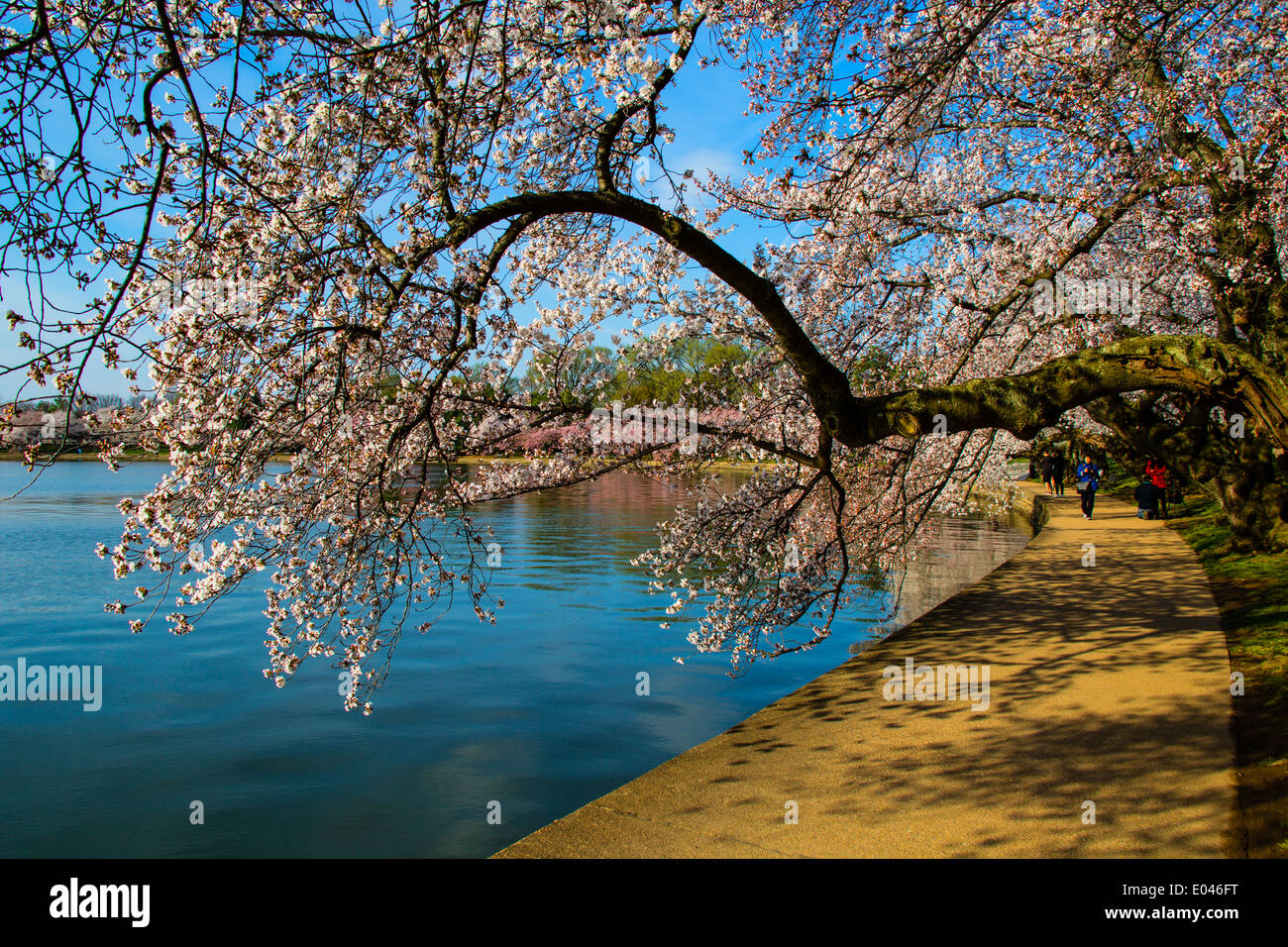 Washington DC USA Cherry Trees in Full Bloom around Tidal Basin Stock ...