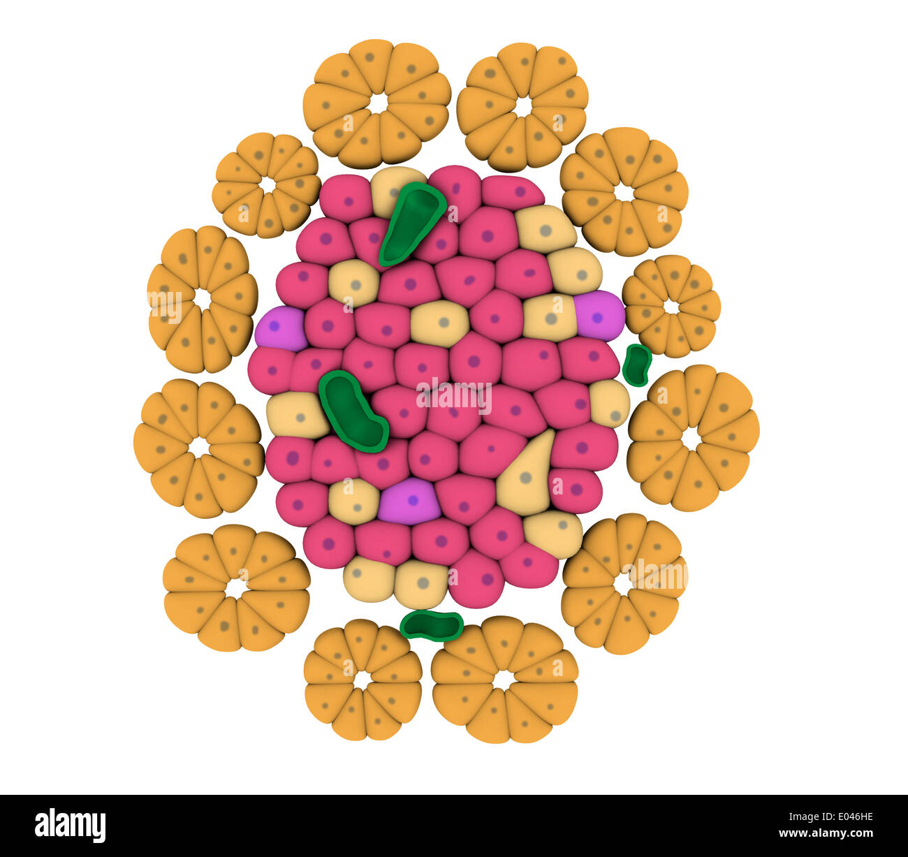 Islet of langerhans hi-res stock photography and images - Alamy