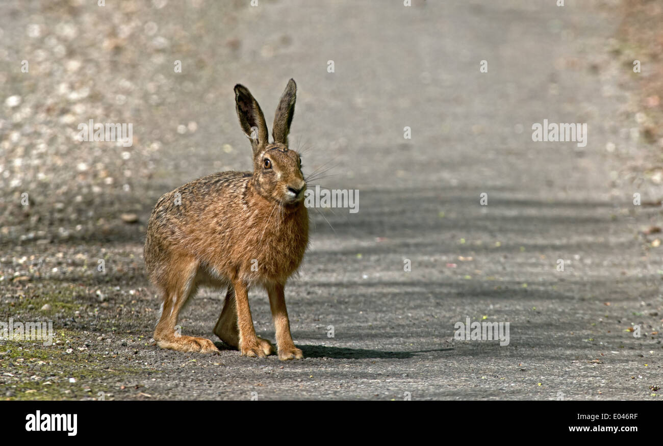 European Brown (Common) Hare- Lepus europaeus. spring uk Stock Photo ...