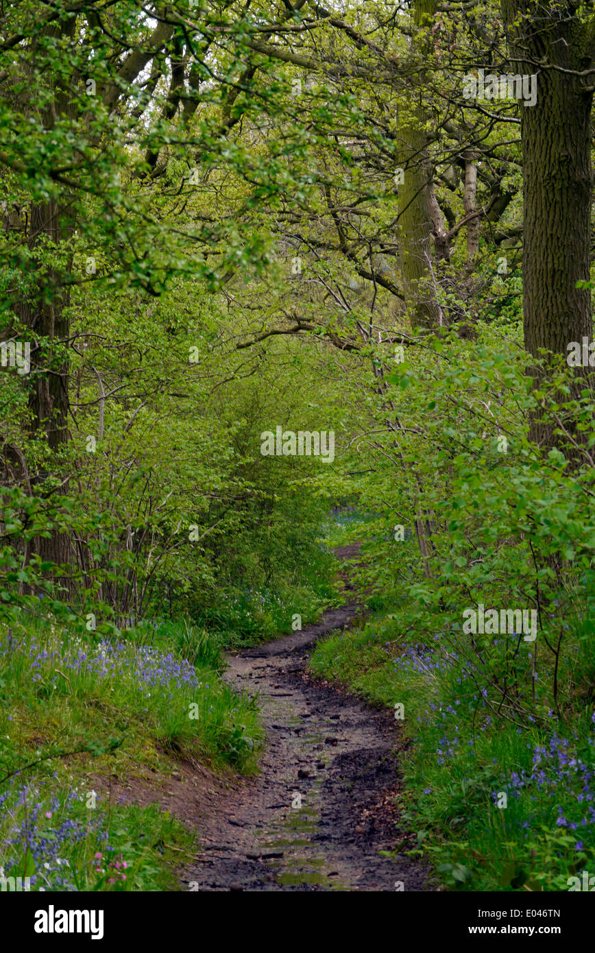 Country path in woods near Henley in Arden, Warwickshire, England, UK ...