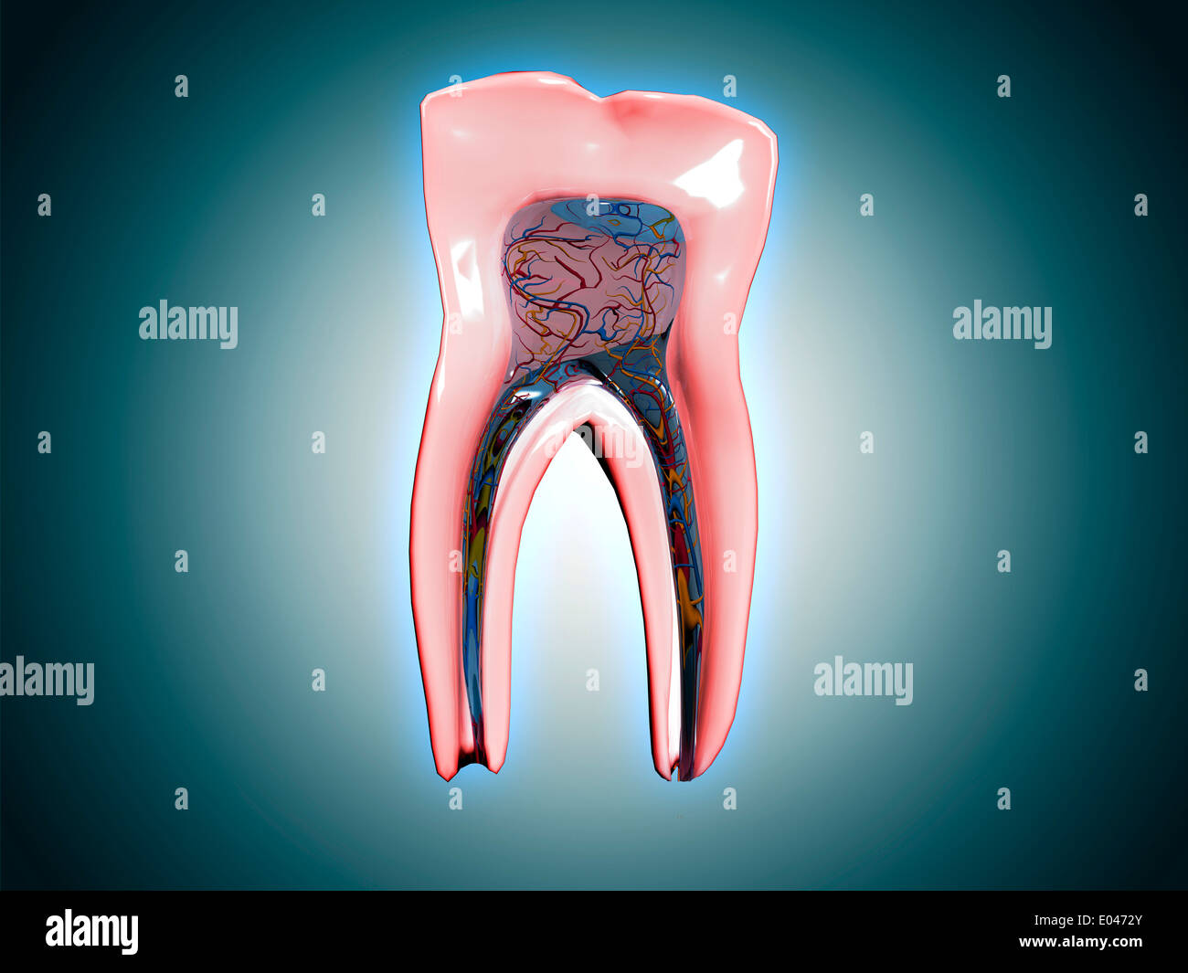 Human molar hi-res stock photography and images - Alamy