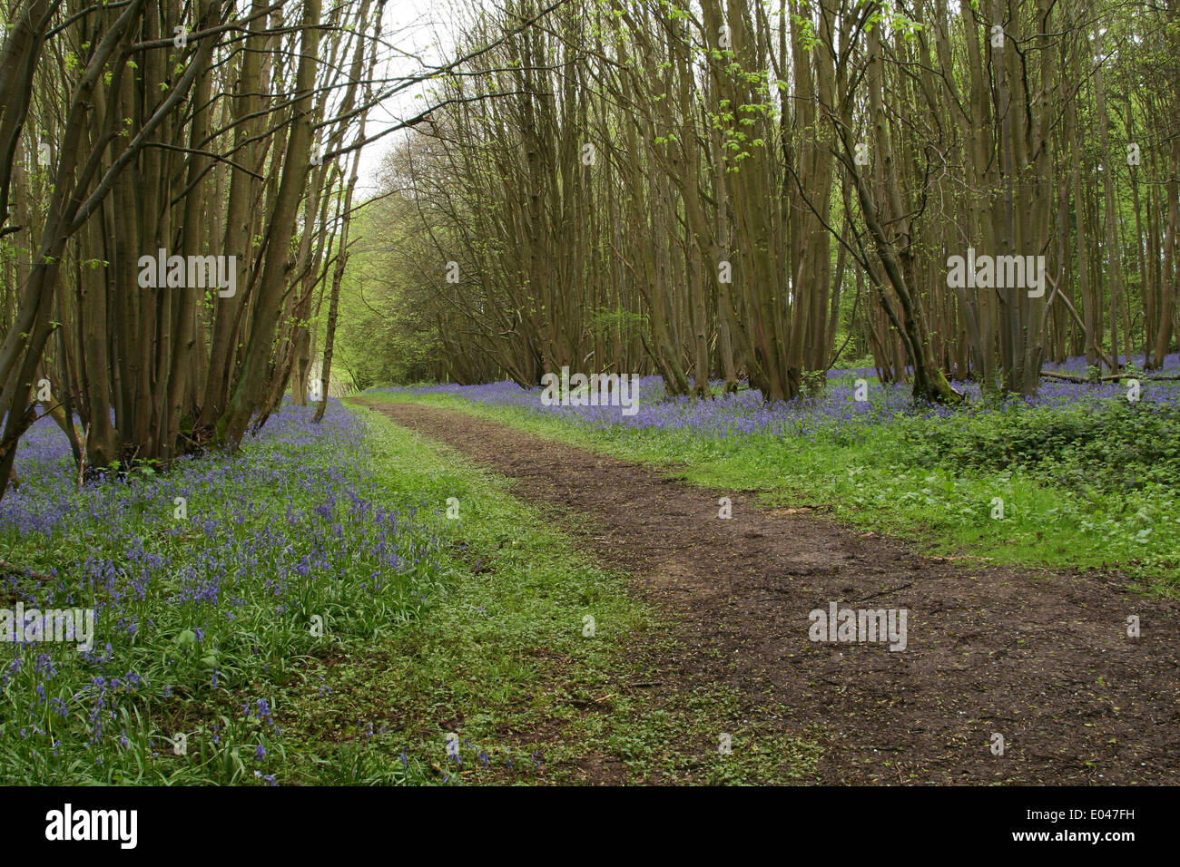 Woodland path in Shrawley Woods Stock Photo - Alamy