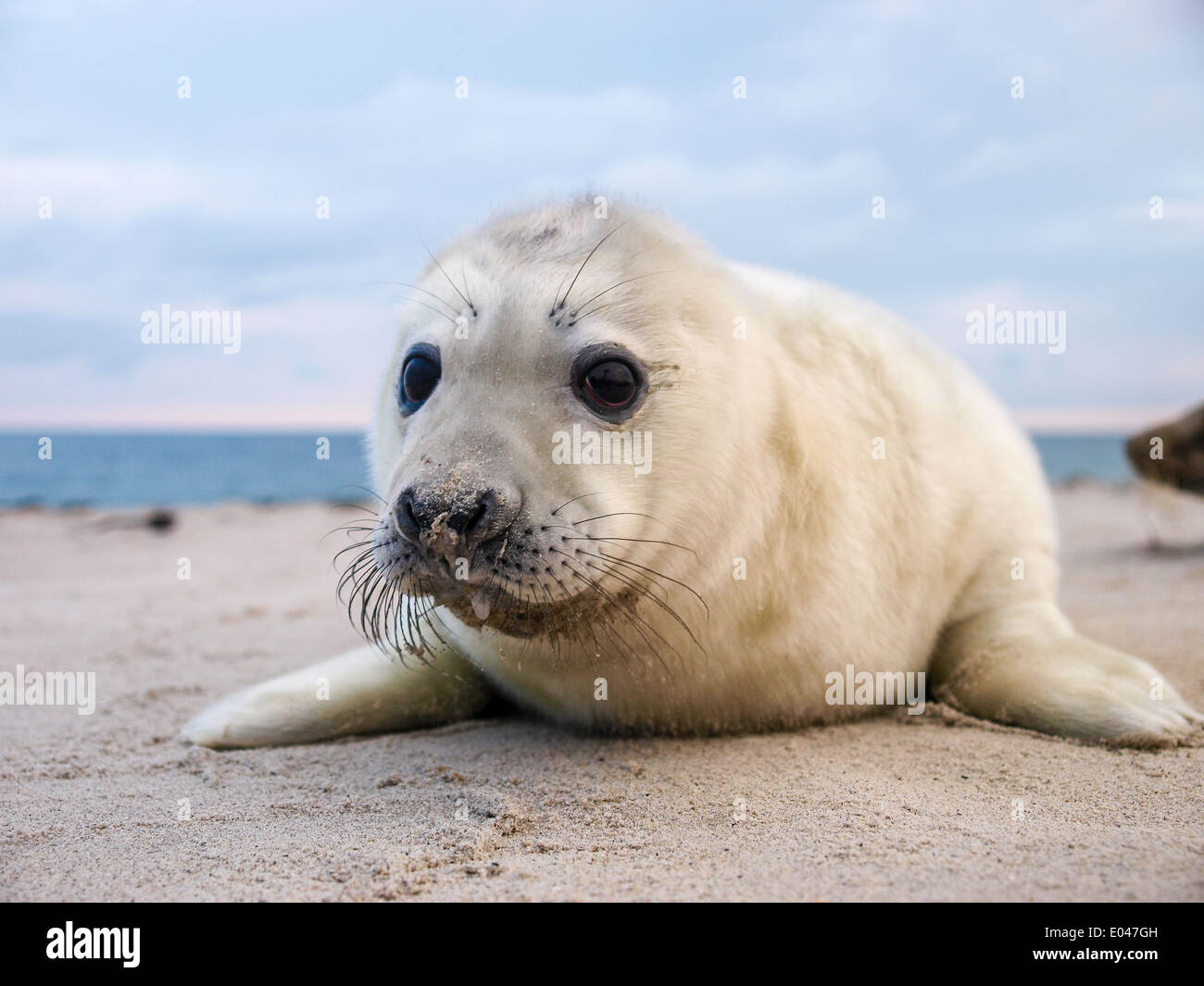 young puppy of grey seal relaxing on the beach in North Sea Stock Photo ...