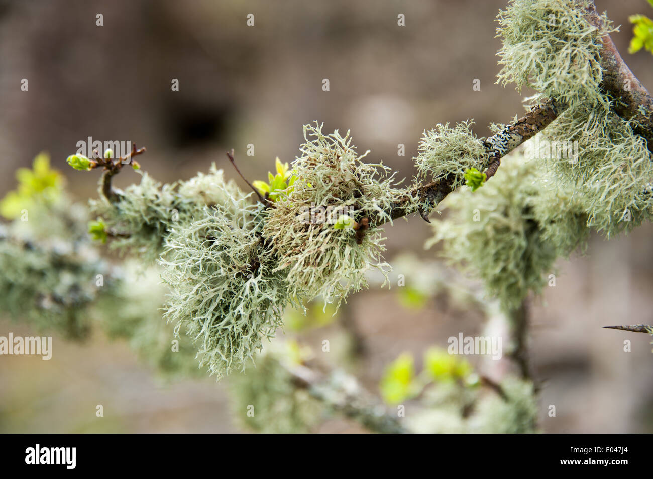 Lichens on tree branches hi-res stock photography and images - Alamy