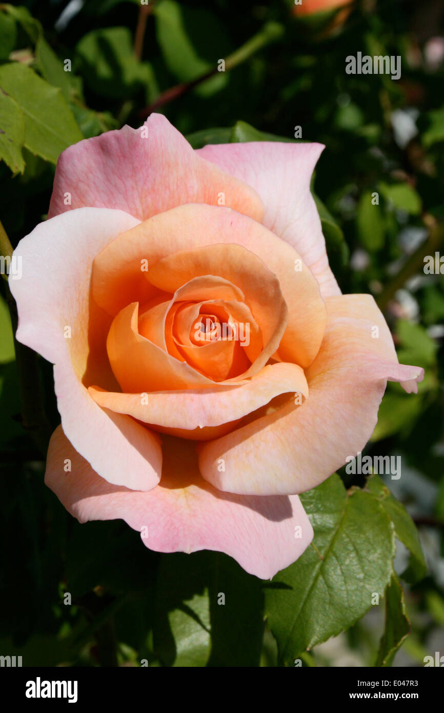 Orangey pink hi-res stock photography and images - Alamy