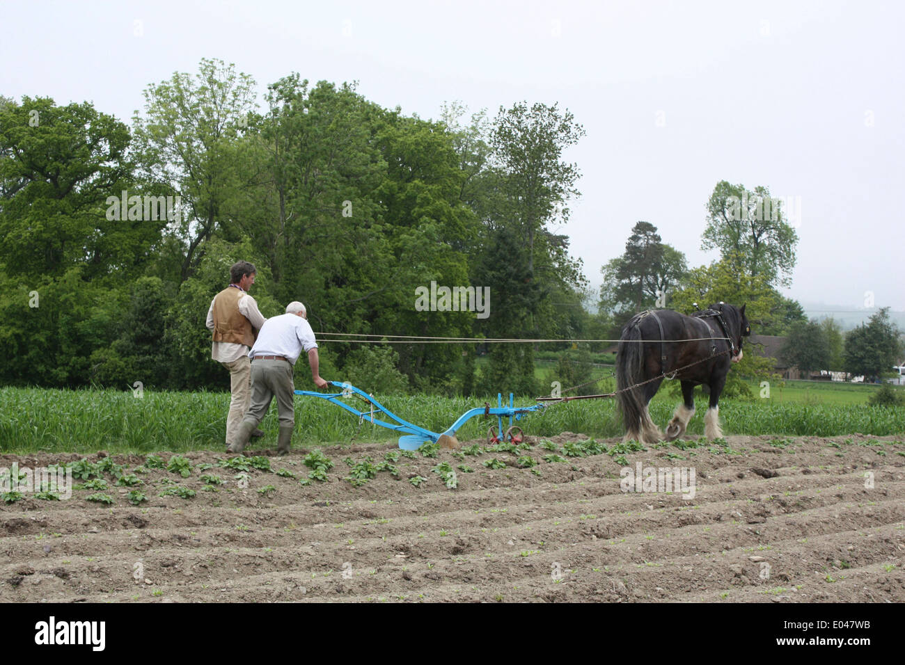 Working shire horse ploughing hi-res stock photography and images - Alamy