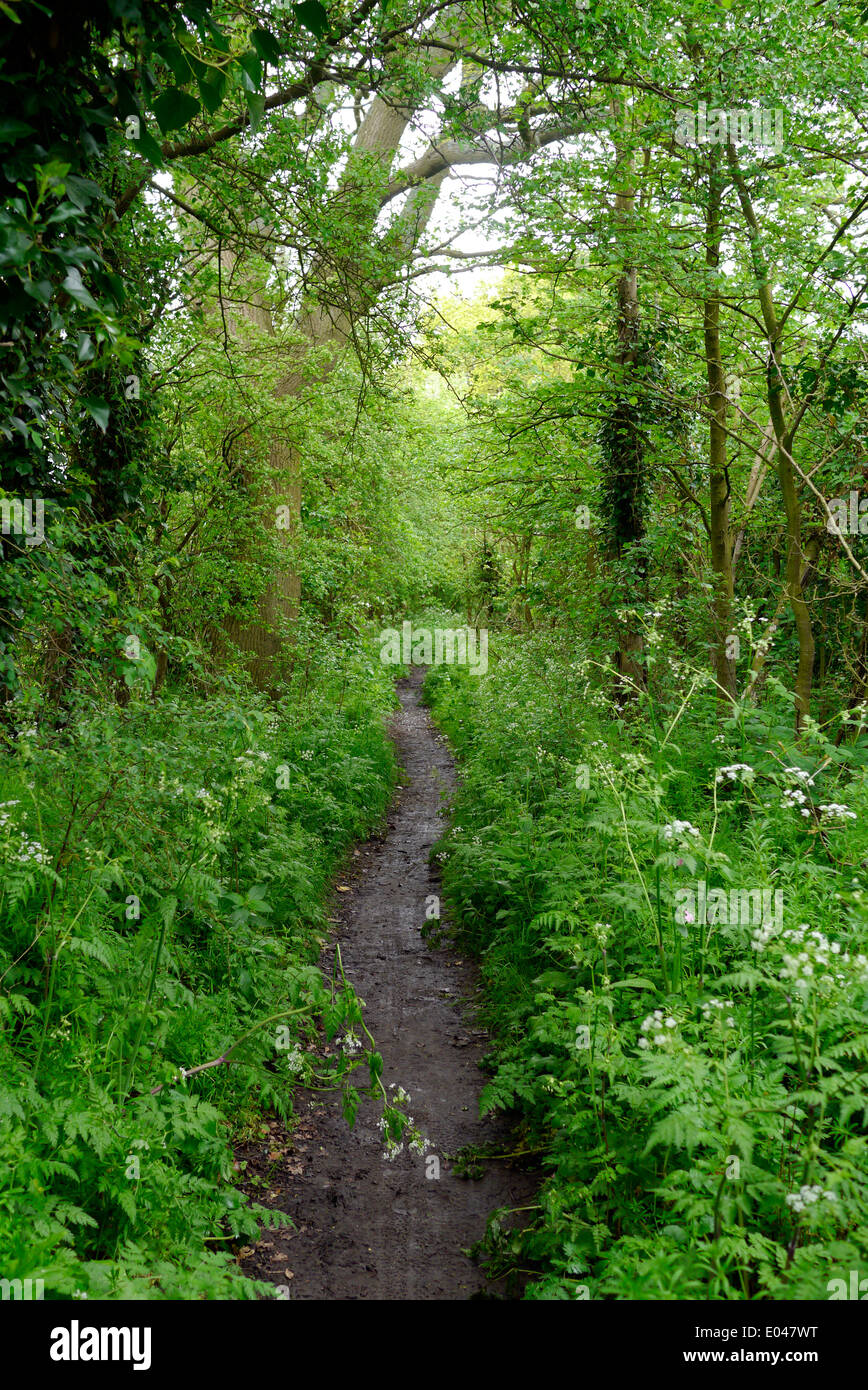 Country path in woods near Henley in Arden, Warwickshire, England, UK ...