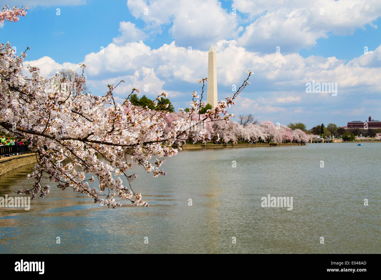 Washington monument with spring cherry blossoms hi-res stock ...