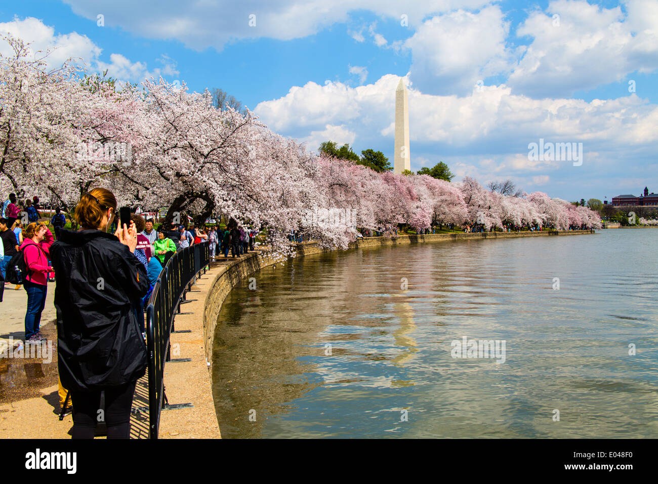 Spring cherry blossoms in usa hi-res stock photography and images - Alamy