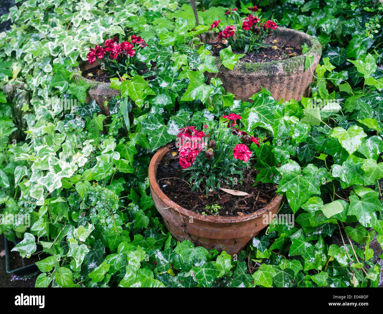 wet ivy and red flowers in vases in a garden - top perspective Stock ...