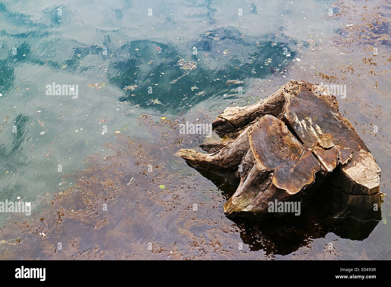Cut Tree Roots In The Water Stock Photo - Alamy