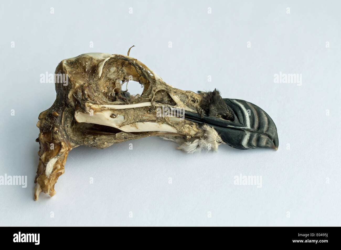 Seagull Bird Skeleton