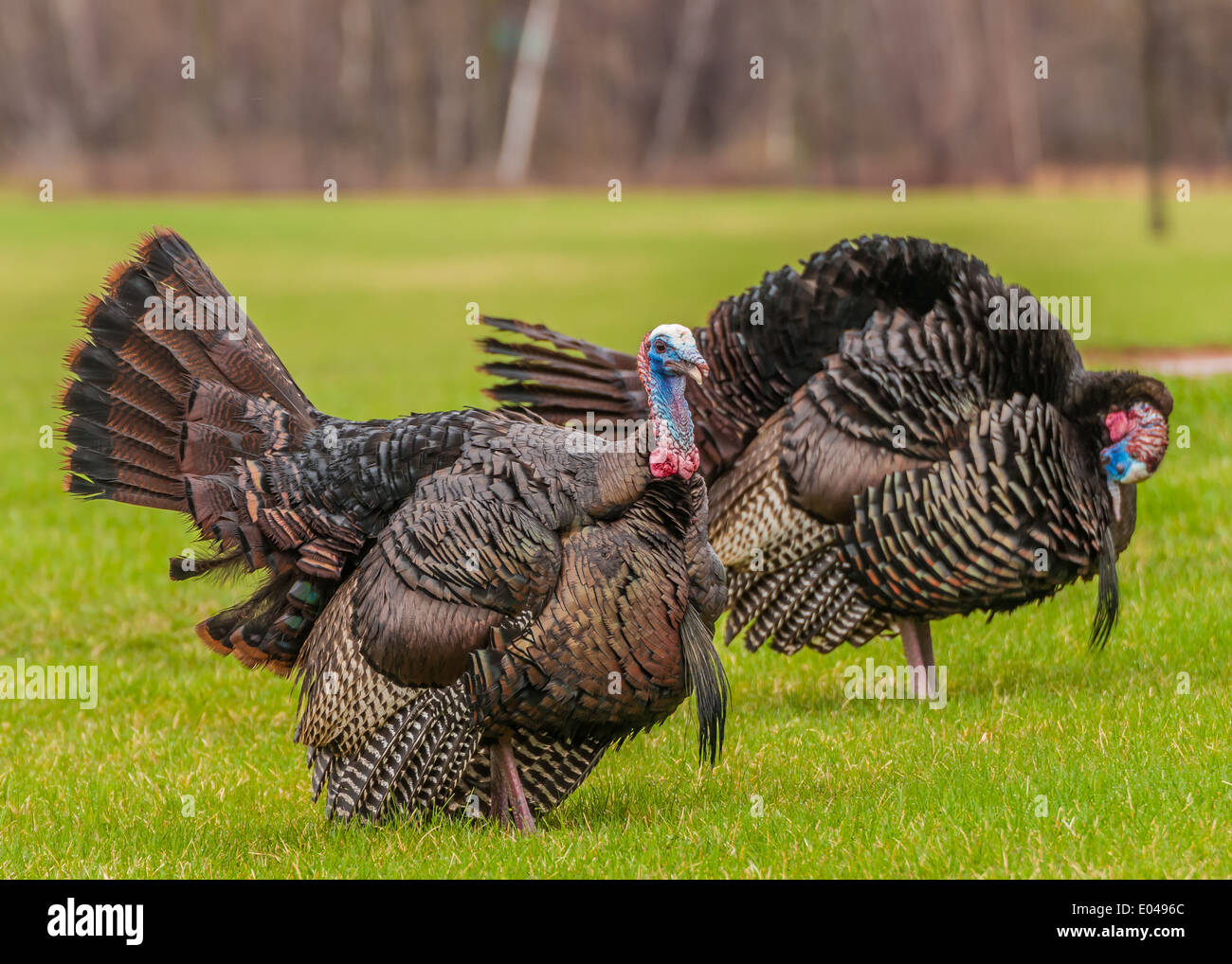 shot of a male wild turkey in the rain Stock Photo - Alamy