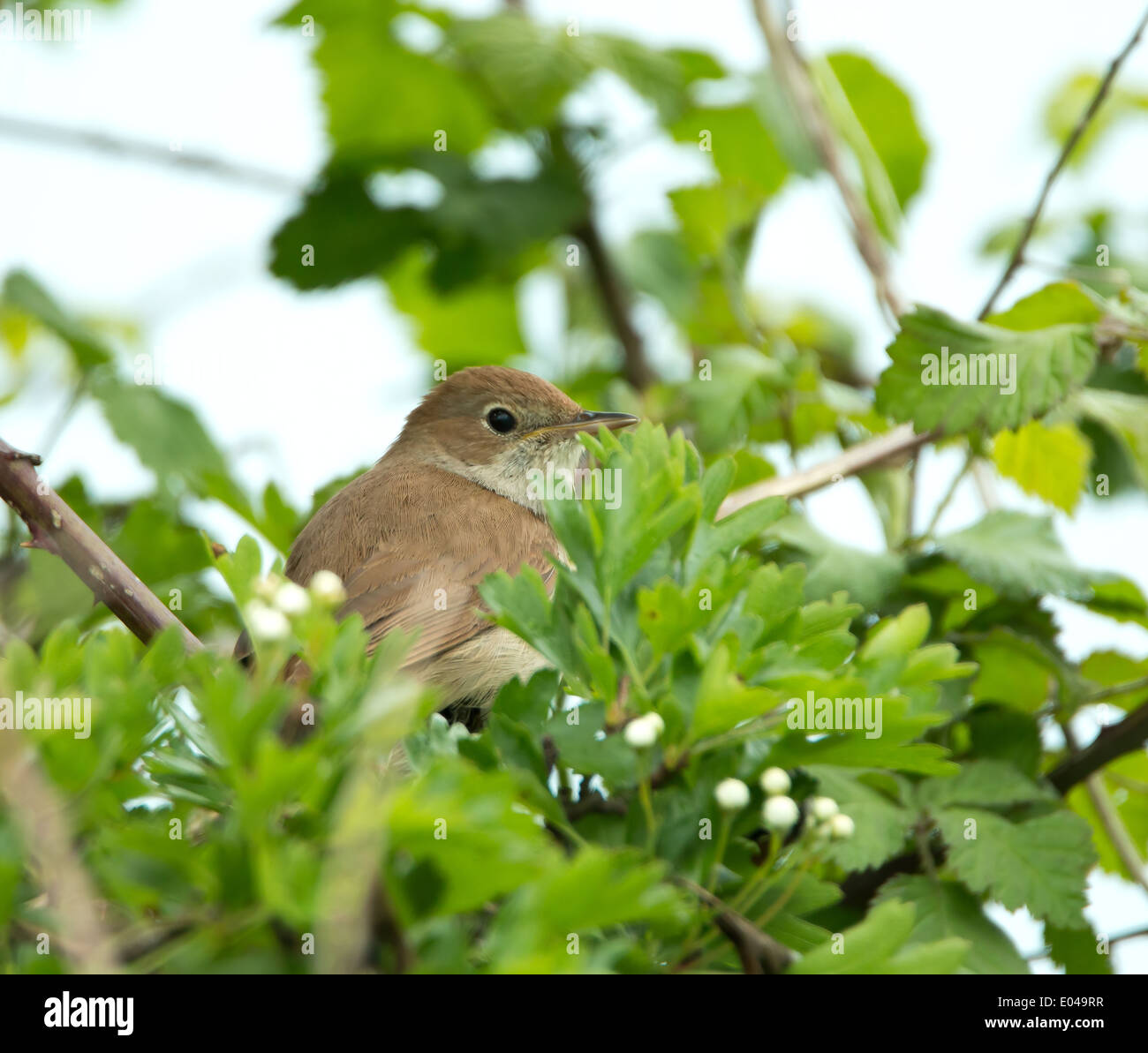 Nightingale bird hi-res stock photography and images - Alamy